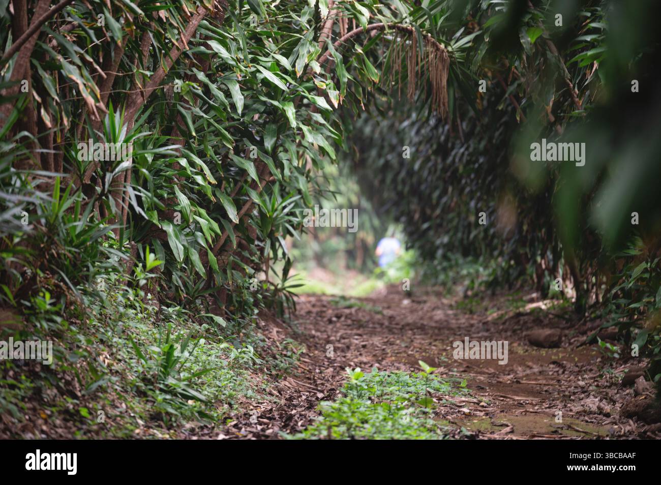Tranquil pathway surrounded by vibrant plants leads into lush forest ...