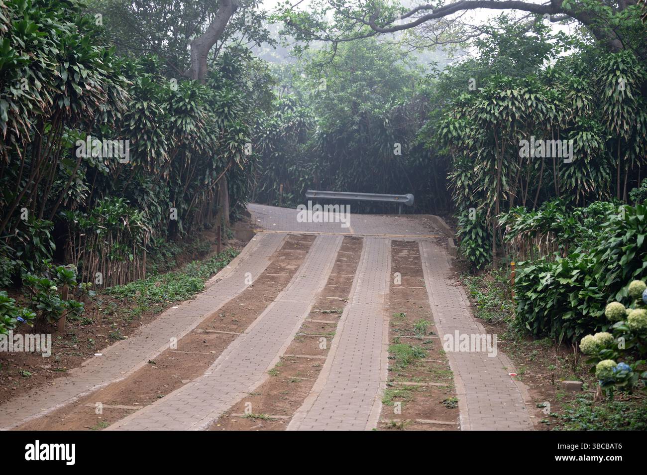 Winding pathway lined with vibrant plants leads to turn, creating ...