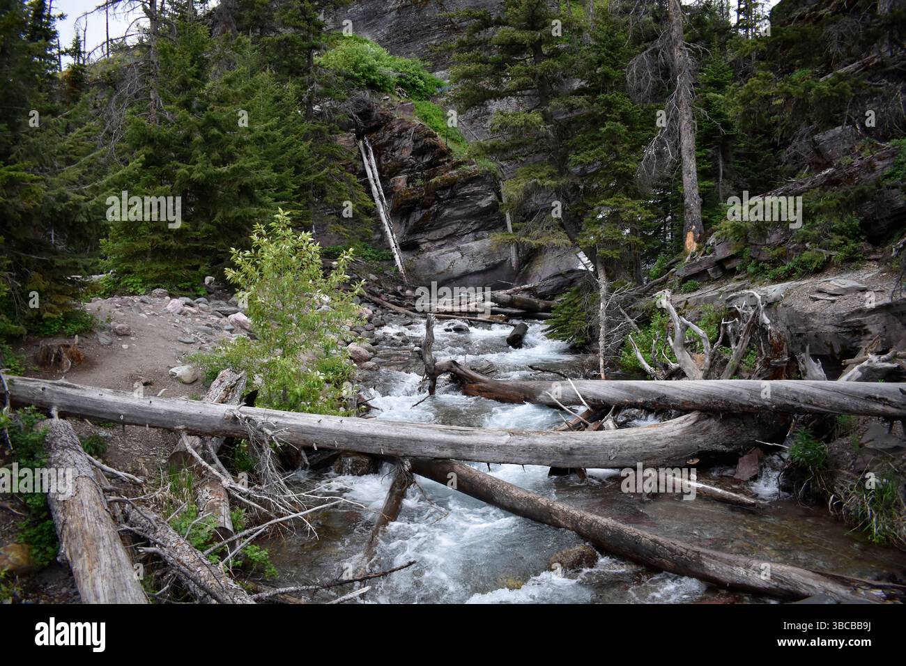 A rushing stream winds through a dense forest in Glacier National Park ...