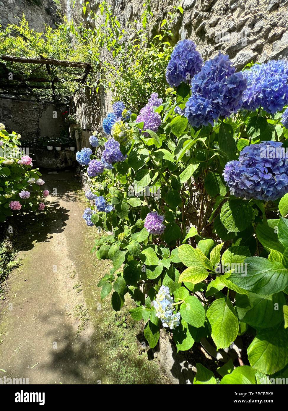 Clusters of vibrant hydrangeas line a narrow, sun-dappled path beside ...