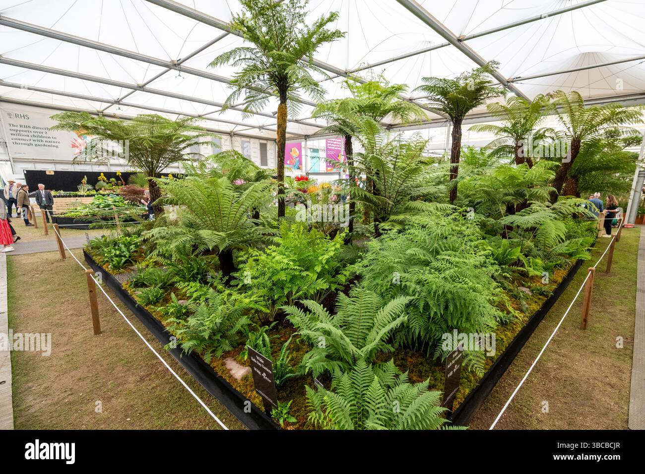 London, UK. 19 May 2025. Tree and ground ferns in the Great Pavilion by ...
