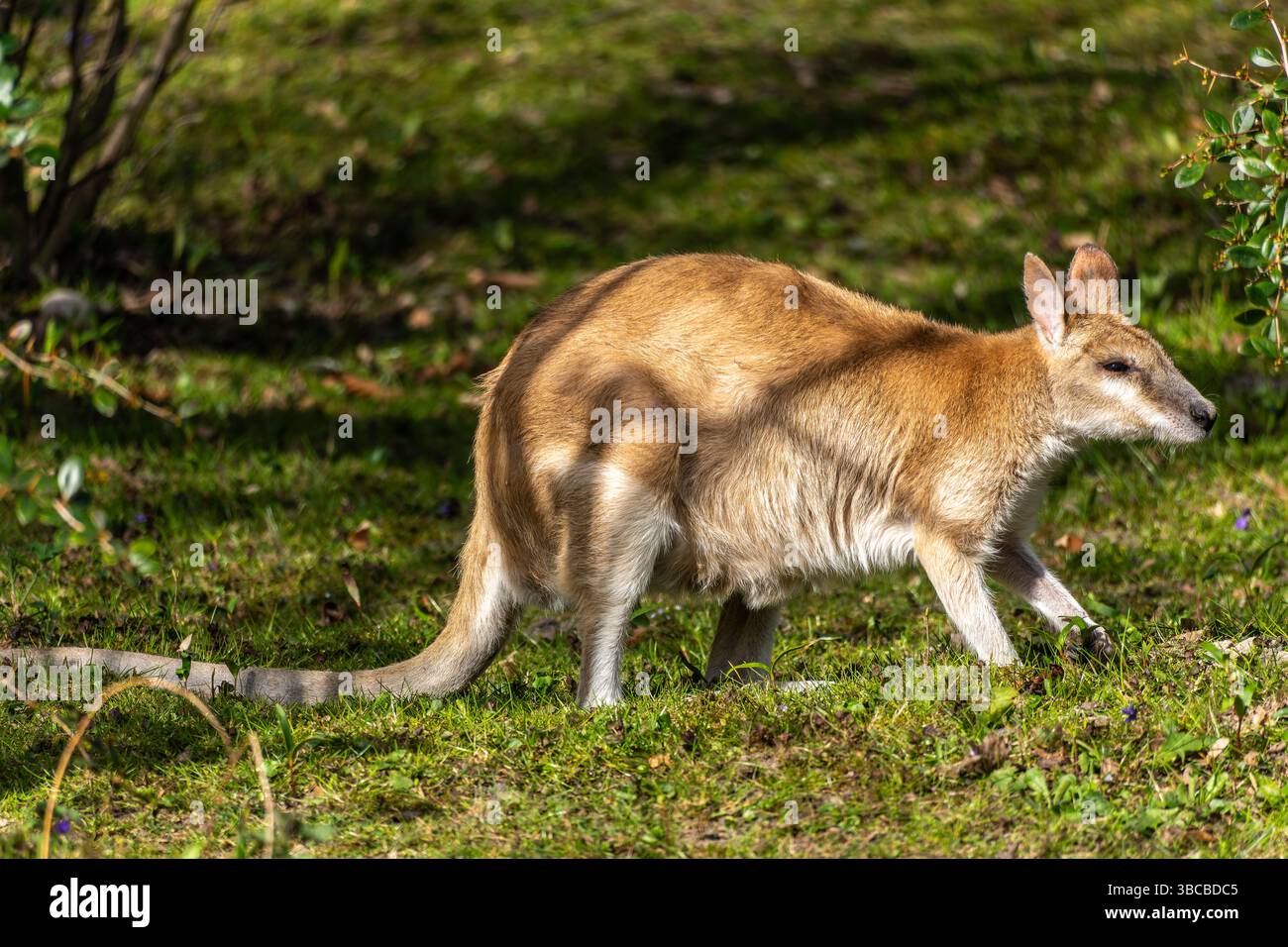 The agile wallaby, Macropus agilis also known as the sandy wallaby is a ...