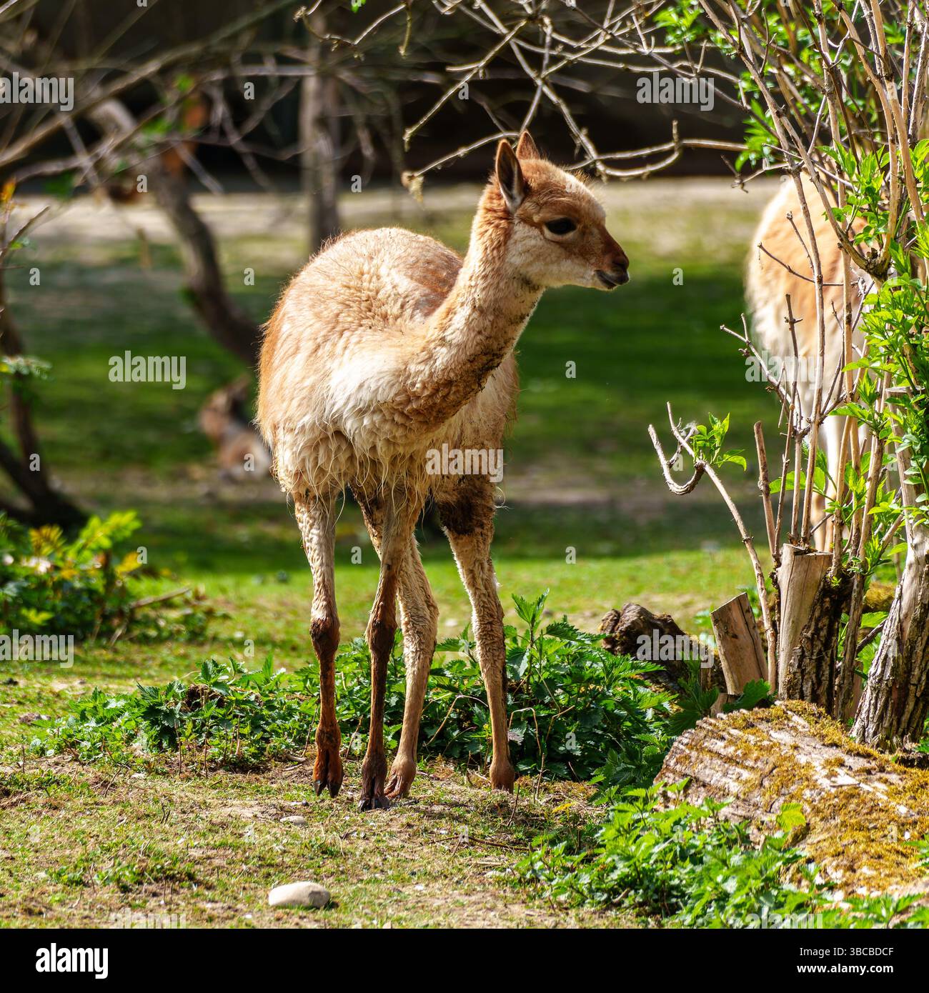 Vicunas, Vicugna Vicugna, relatives of the llama which live in the high alpine areas of the ...