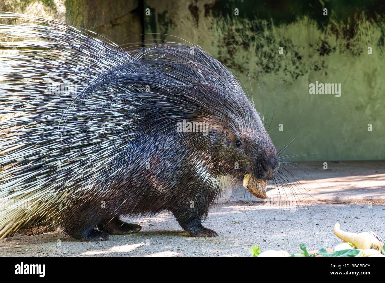 The Indian crested Porcupine, Hystrix indica or Indian porcupine, is a ...
