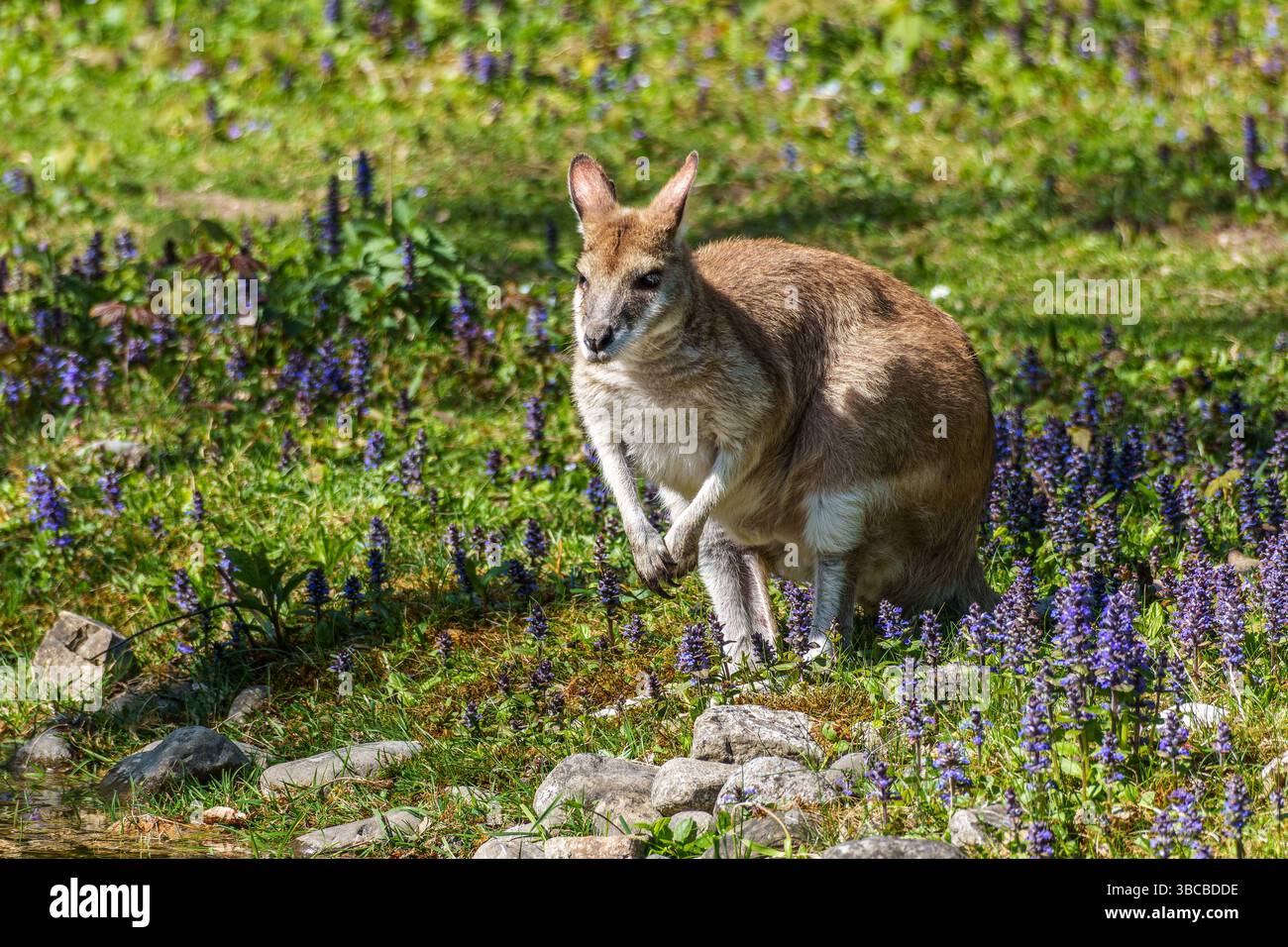 The agile wallaby, Macropus agilis also known as the sandy wallaby is a ...