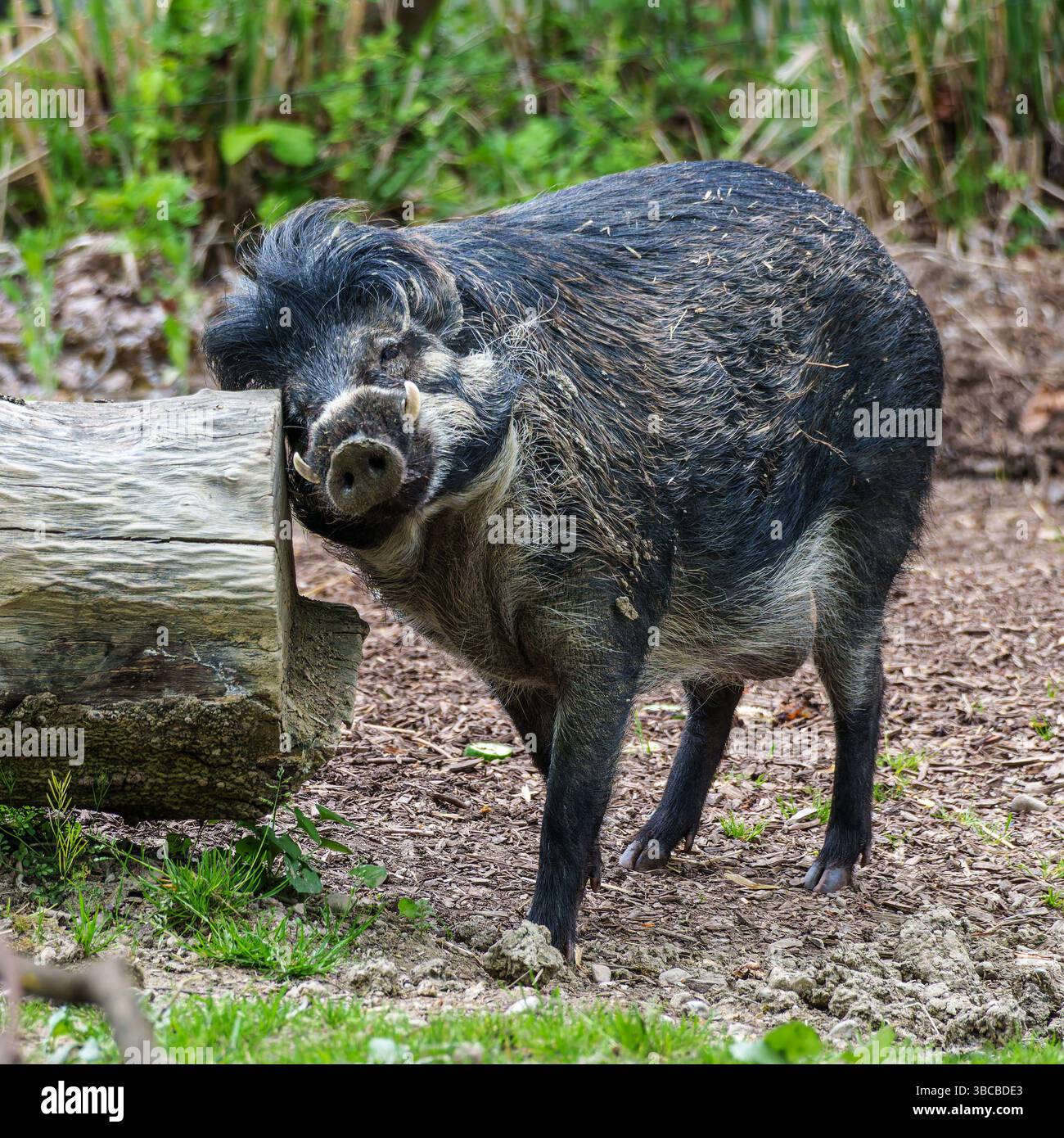 The Visayan warty pig, Sus cebifrons is a critically endangered species ...