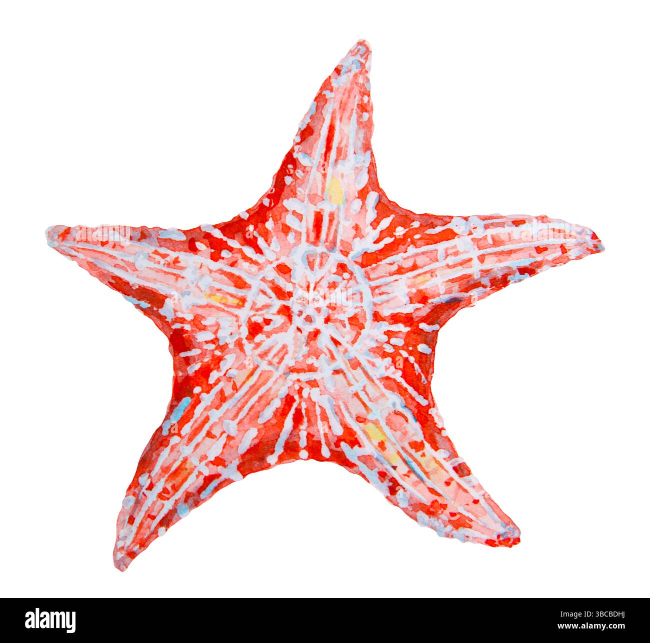 Red starfish Asteroidea . Watercolor sea star illustration inspired by ...