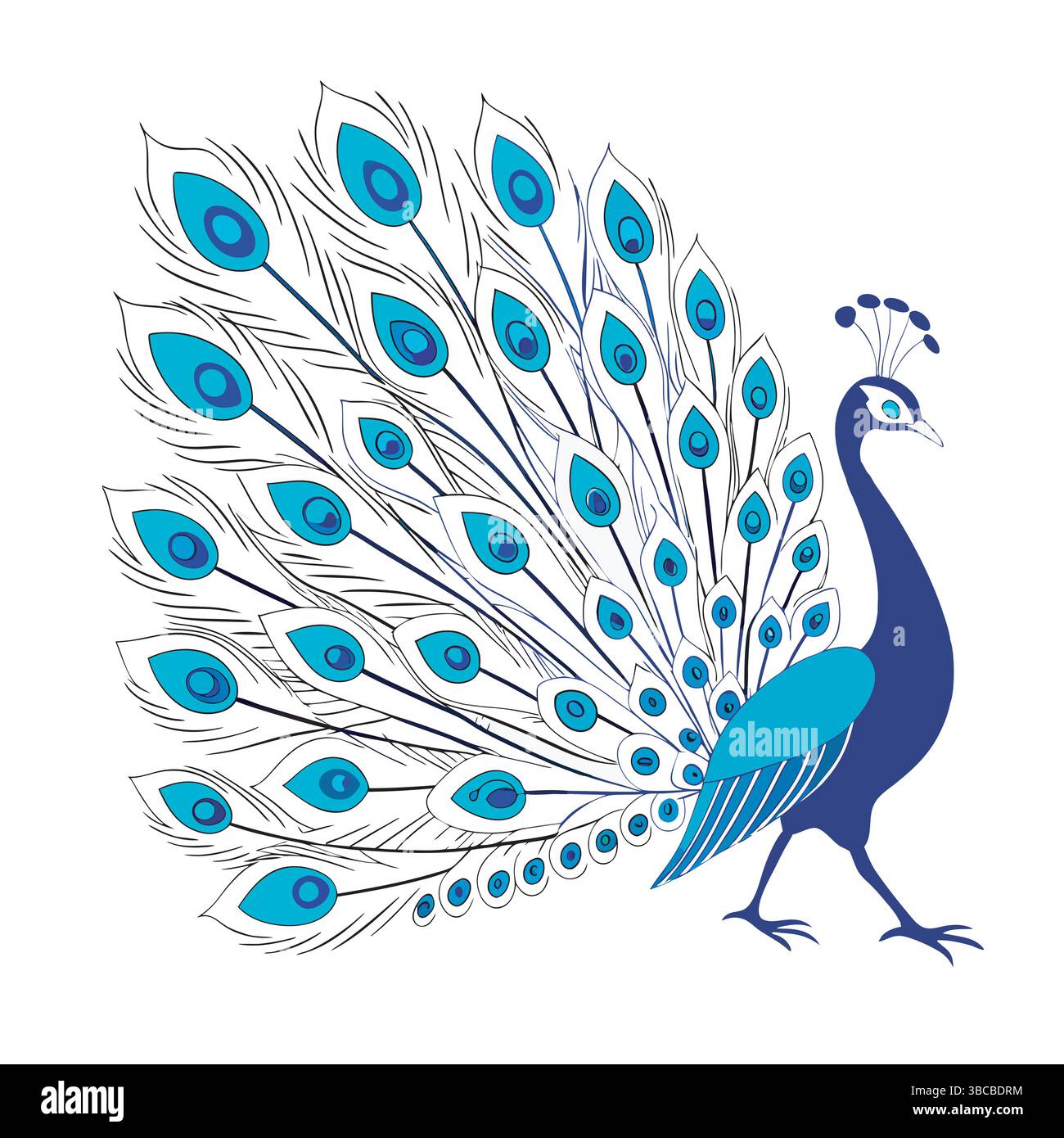 colorful Peacock Cartoon Animal Nature Icon Concept design Isolated ...