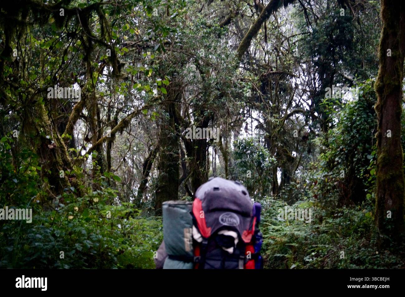 A backpacker hikes through the dense montane forest zone on Mount ...