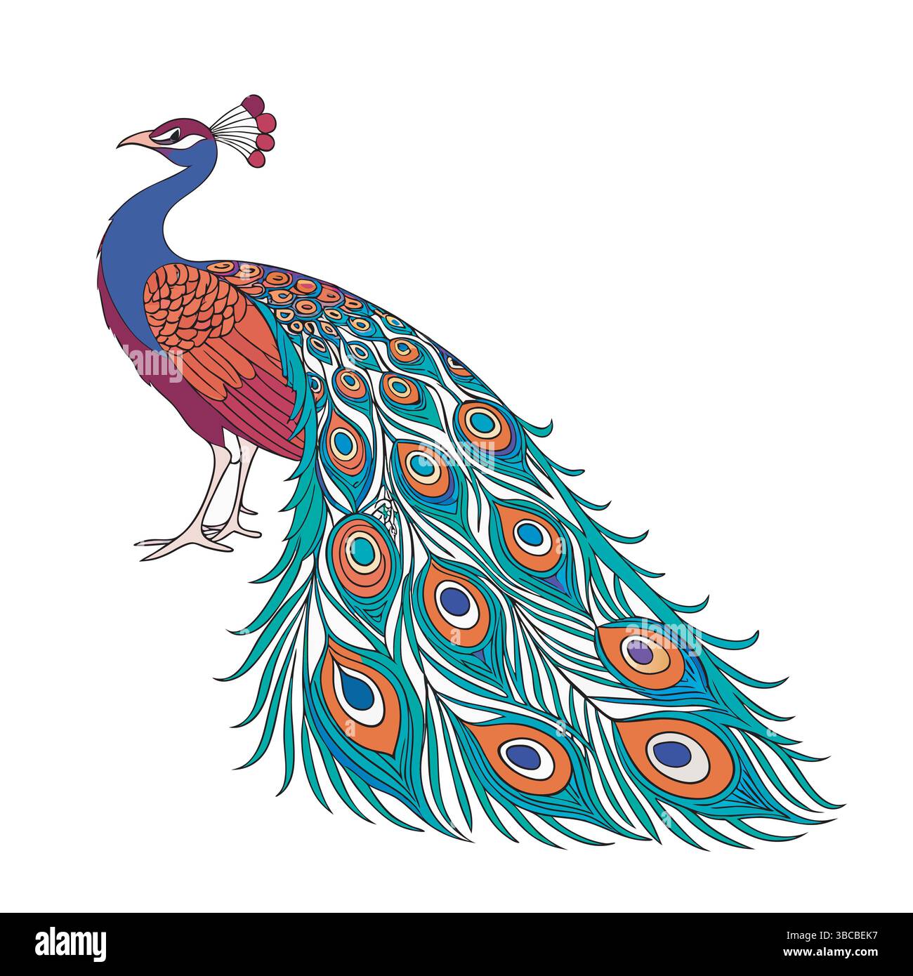 colorful Peacock Cartoon Animal Nature Icon Concept design Isolated ...
