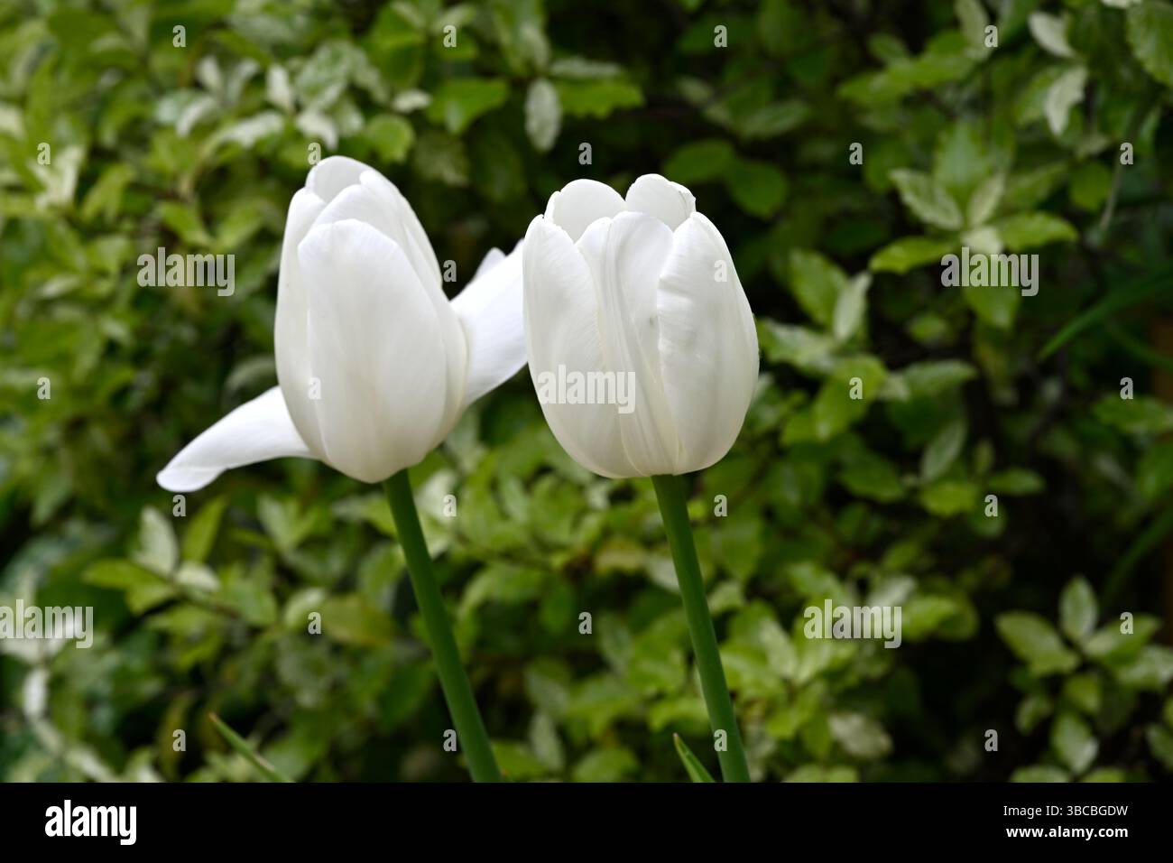 Pure white spring flowers of single Darwin hybrid tulip, Tulipa Hakuun ...