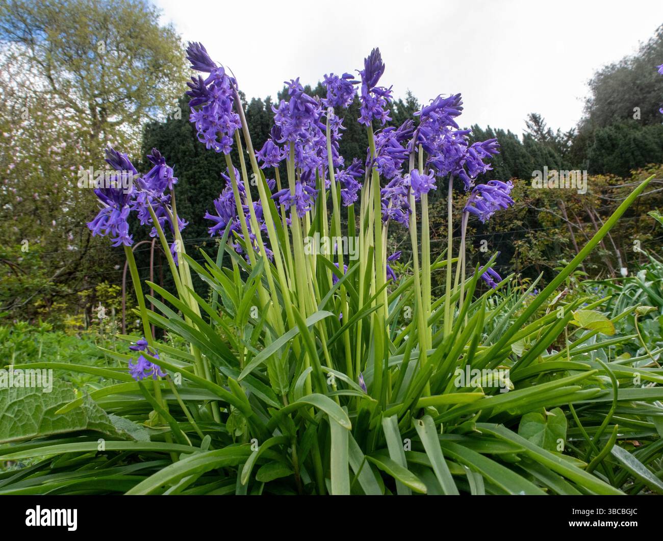 Bluebells in full flower viewed from a low angle Stock Photo - Alamy