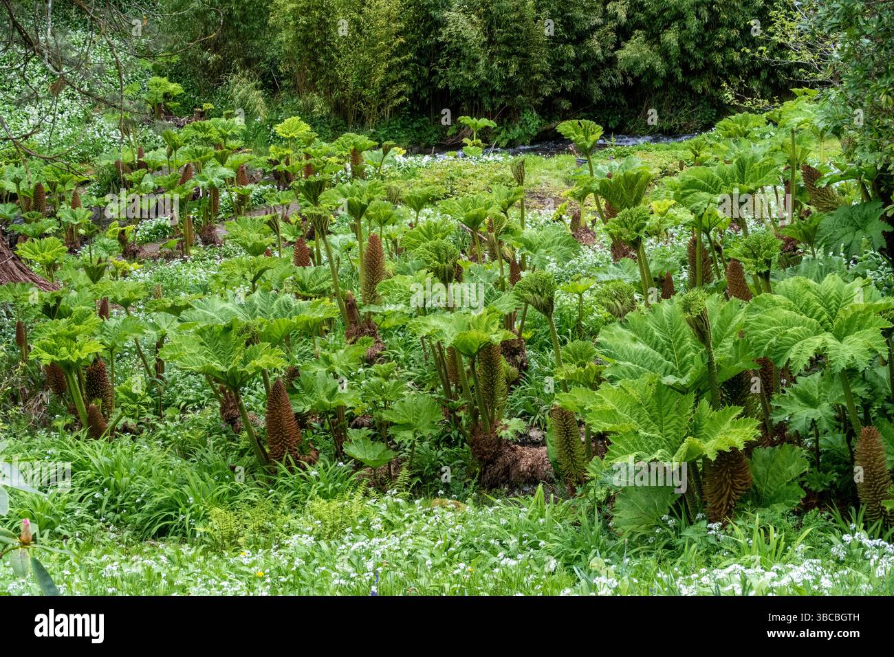 Masses of gunnera Gunneraceae in a shady location near Dartmoor, Devon ...