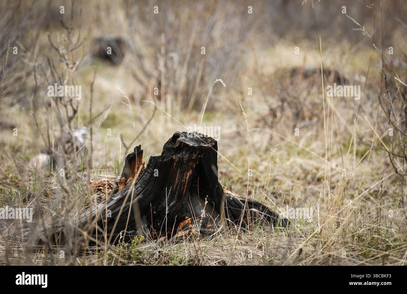 Banff, Canada. 15th May, 2025. A burned stump from a controlled burn in ...