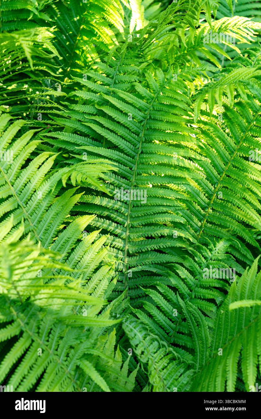 Male deciduous Fern plant Dryopteris filix-mas abstract Stock Photo - Alamy