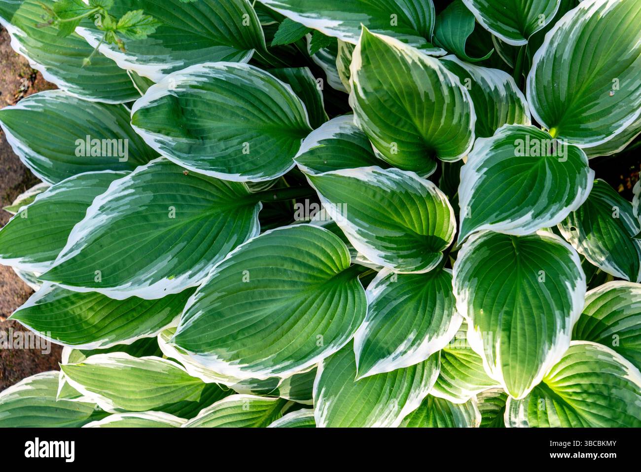 Hosta plantain lily plant hi-res stock photography and images - Alamy