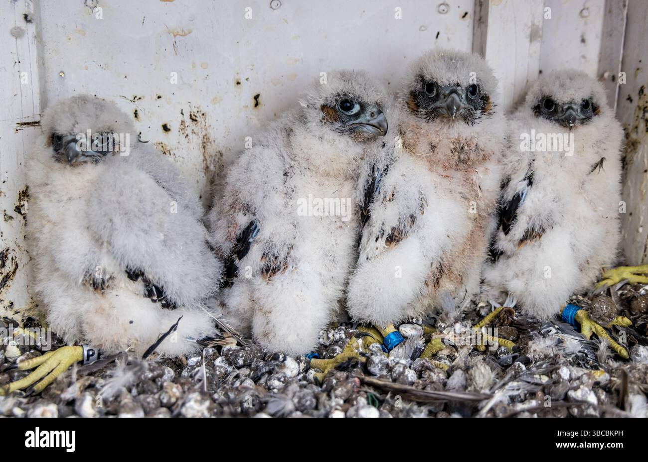 Ornithologist Vaclav Beran ringed four young peregrine falcons nesting ...