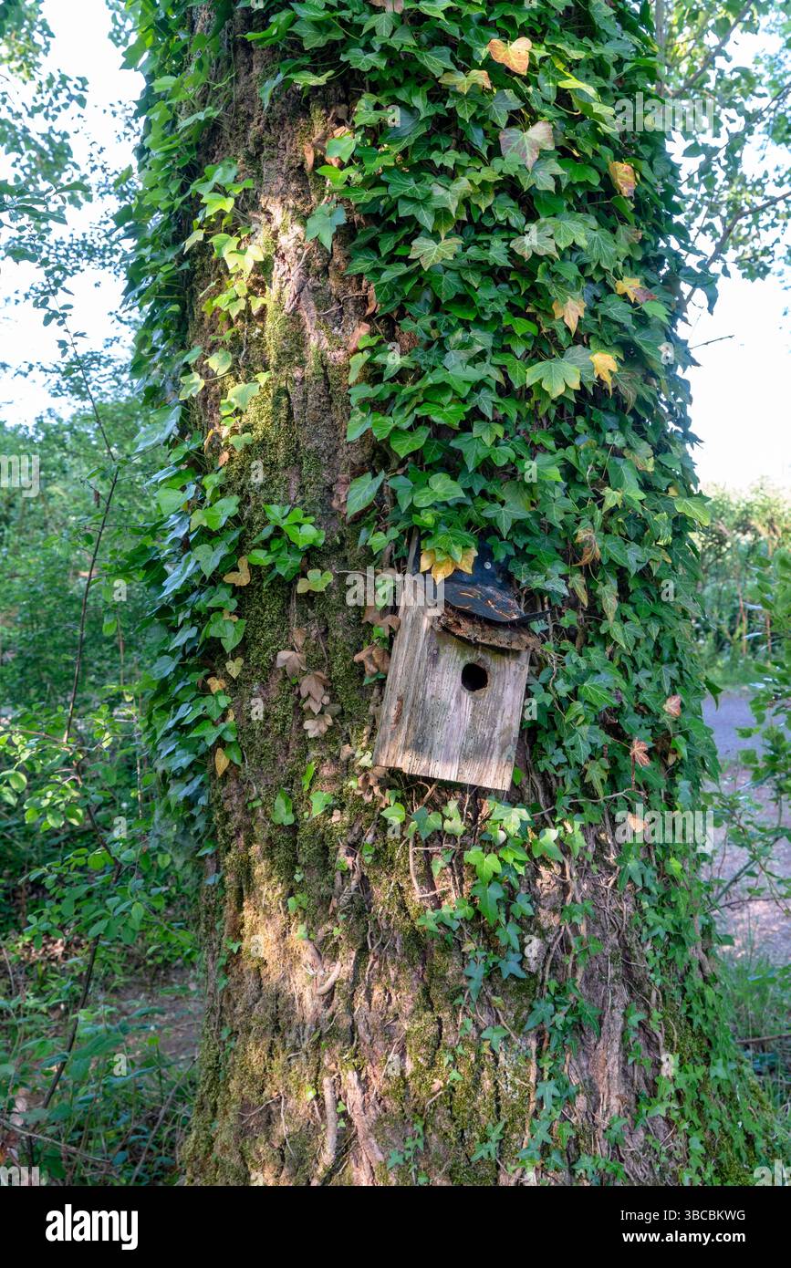 Bird nesting box attached to a tree covered in Ivy Stock Photo - Alamy