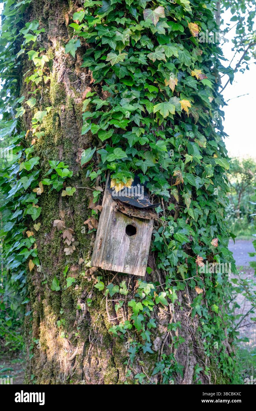 Bird nesting box attached to a tree covered in Ivy Stock Photo - Alamy