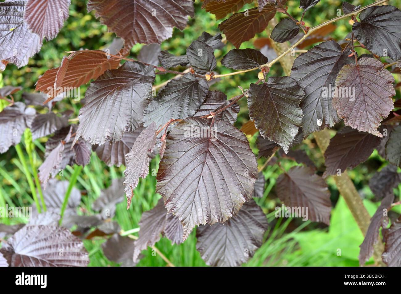 Dark purple spring foliage of purple-leaved filbert or hazel, Corylus ...