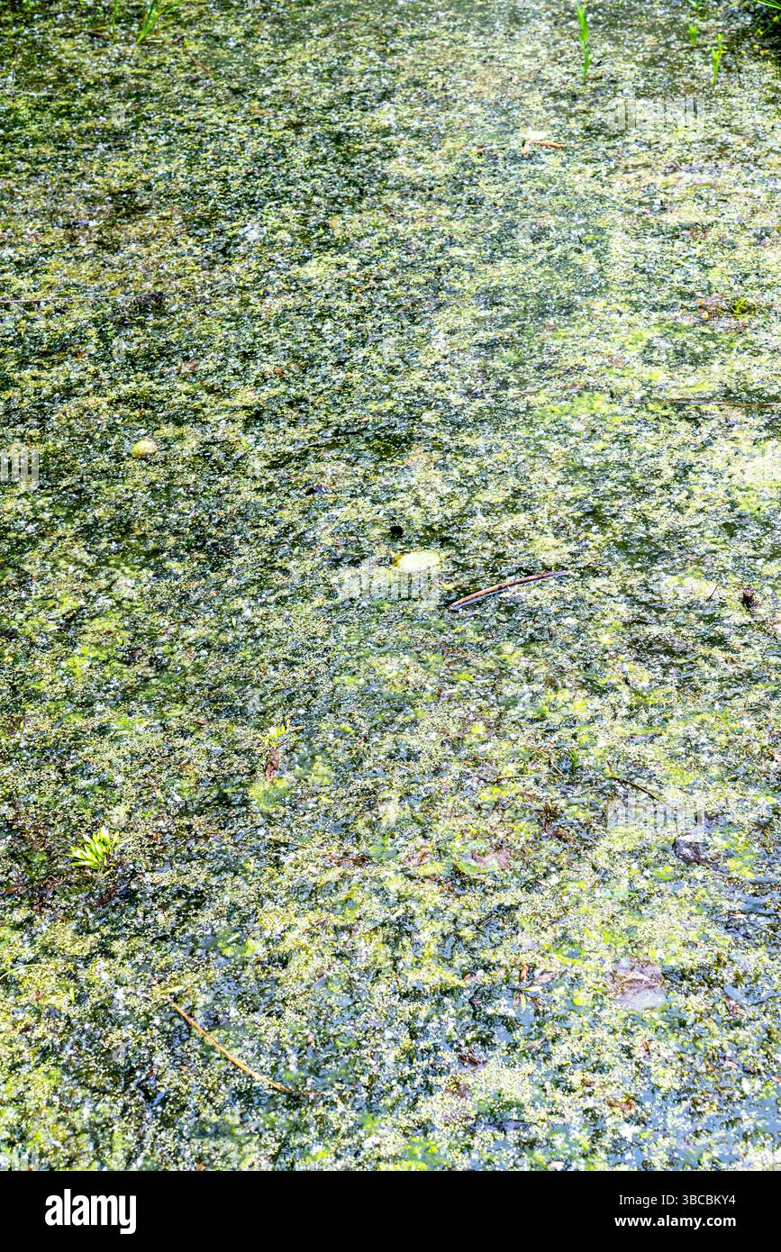 Full frame abstract of green algae on surface of pond water Stock Photo ...