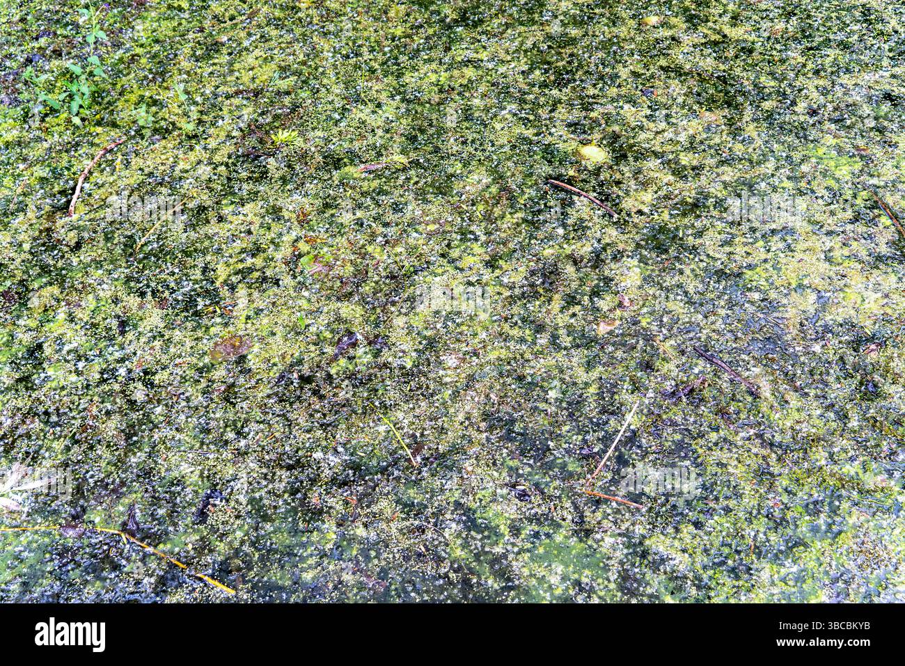 Green algae on surface of pond water full frame abstract Stock Photo ...