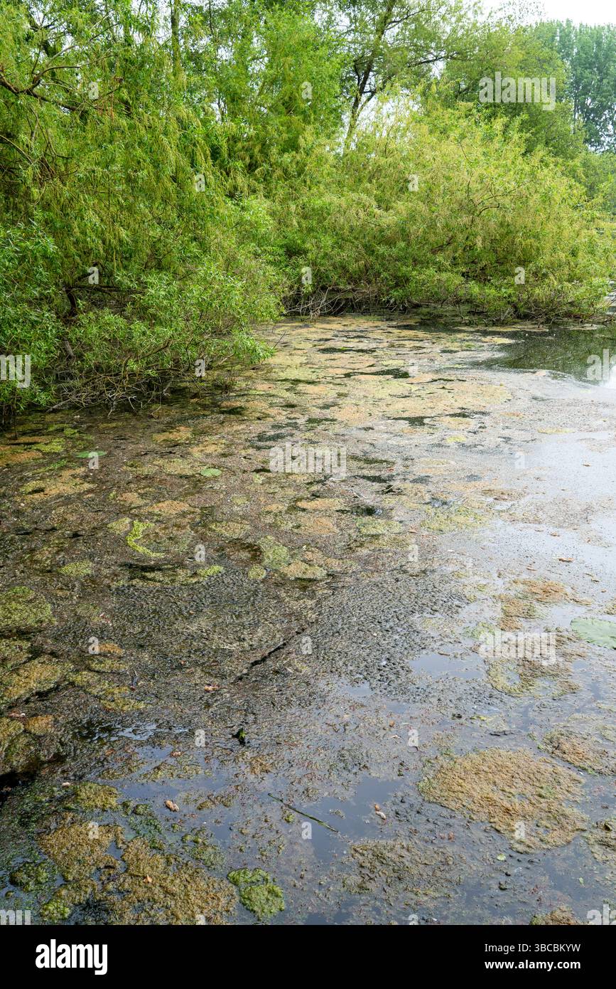 Green algae on lake water surface Stock Photo - Alamy