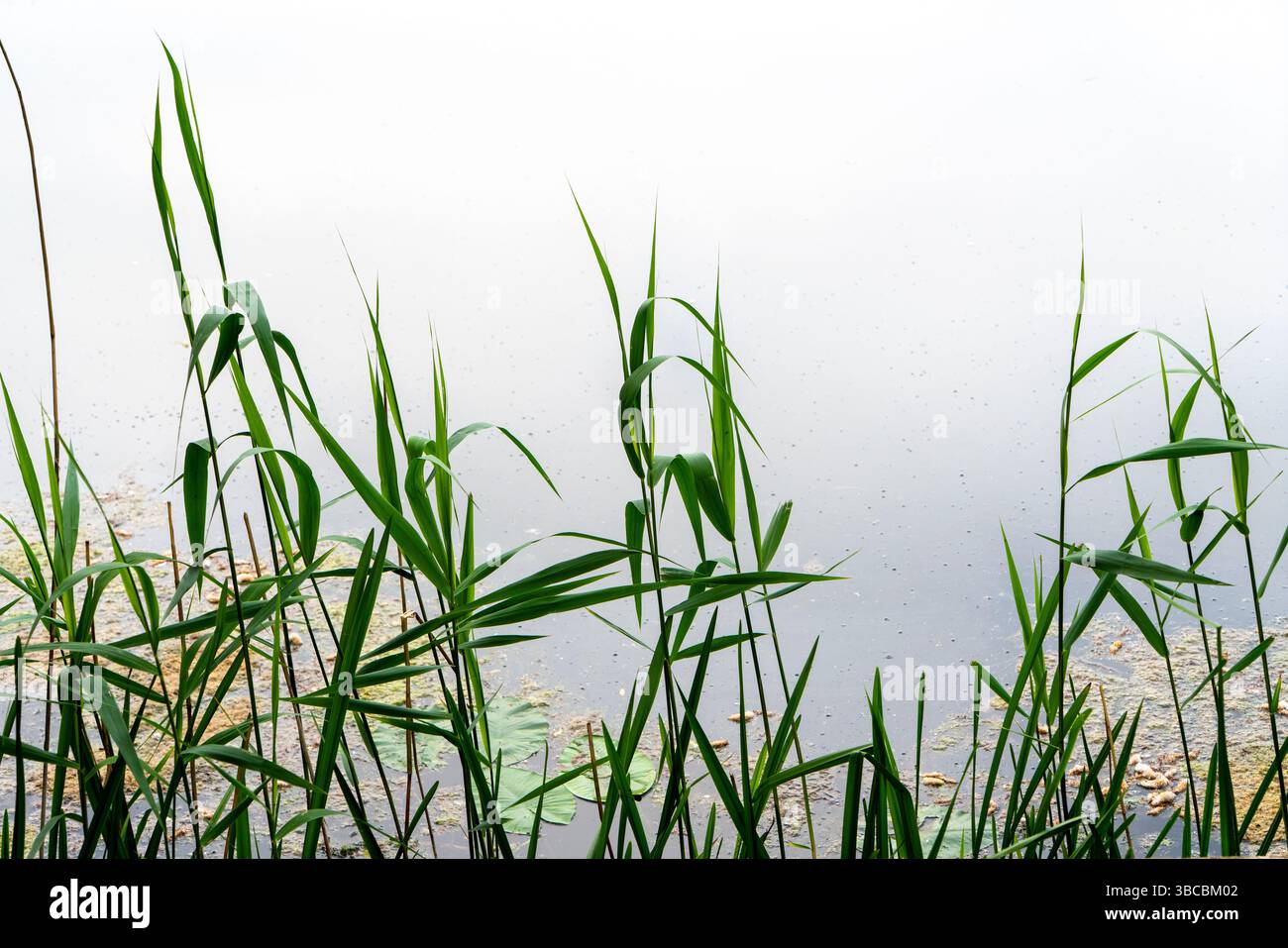 Green reed water hi-res stock photography and images - Alamy