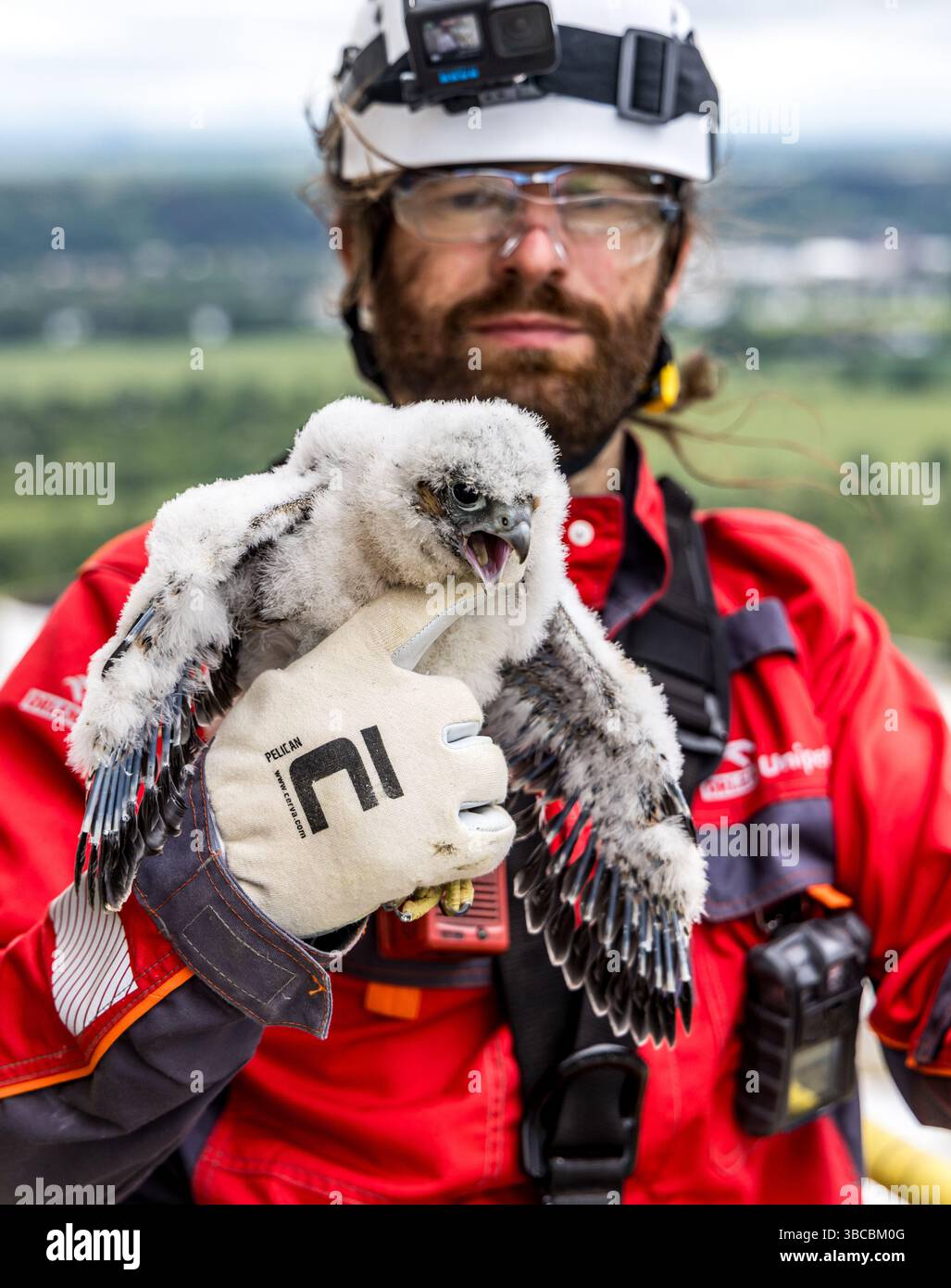 Kralupy Nad Vltavou, Czech Republic. 19th May, 2025. Ornithologist ...