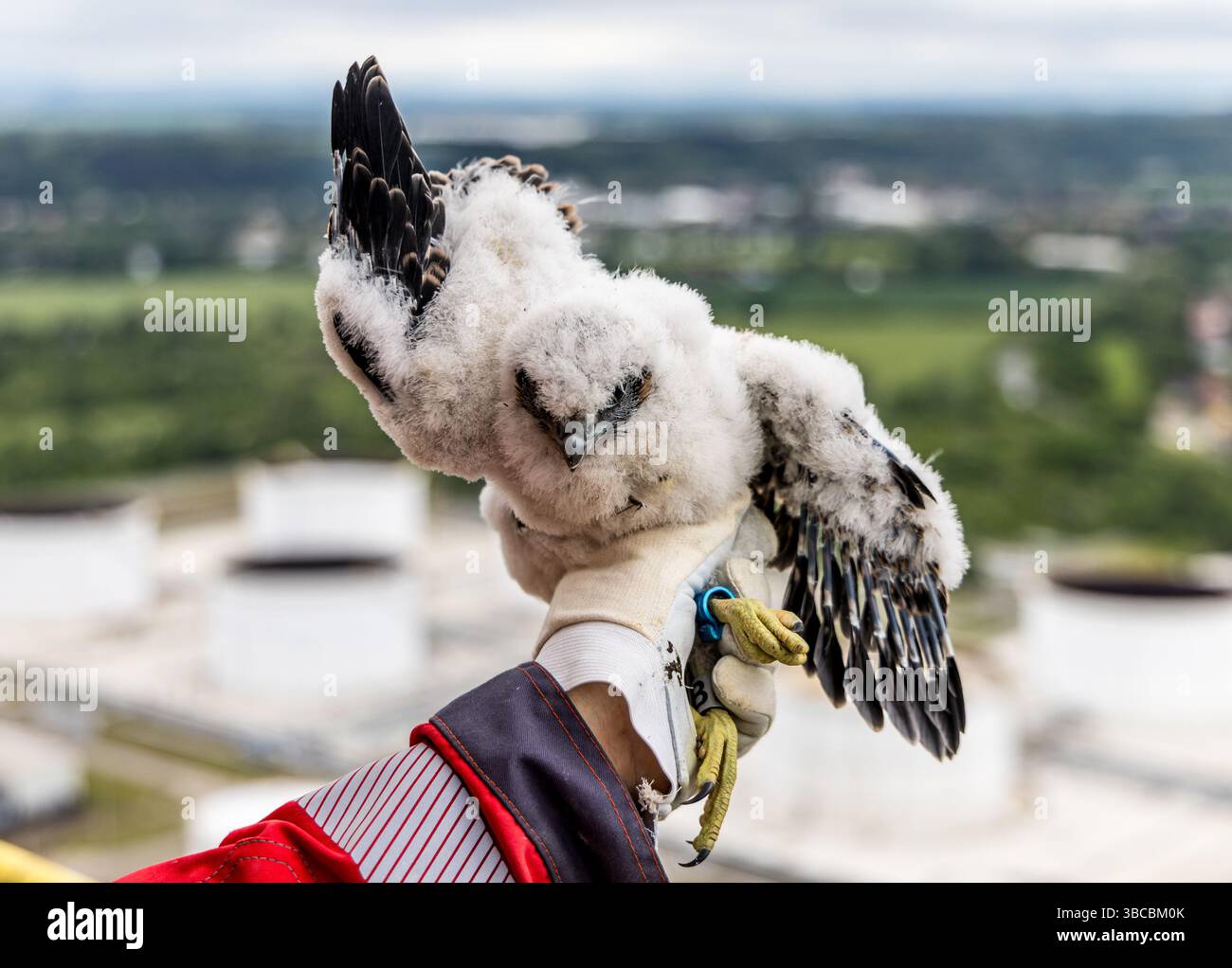 Kralupy Nad Vltavou, Czech Republic. 19th May, 2025. Ornithologist ...