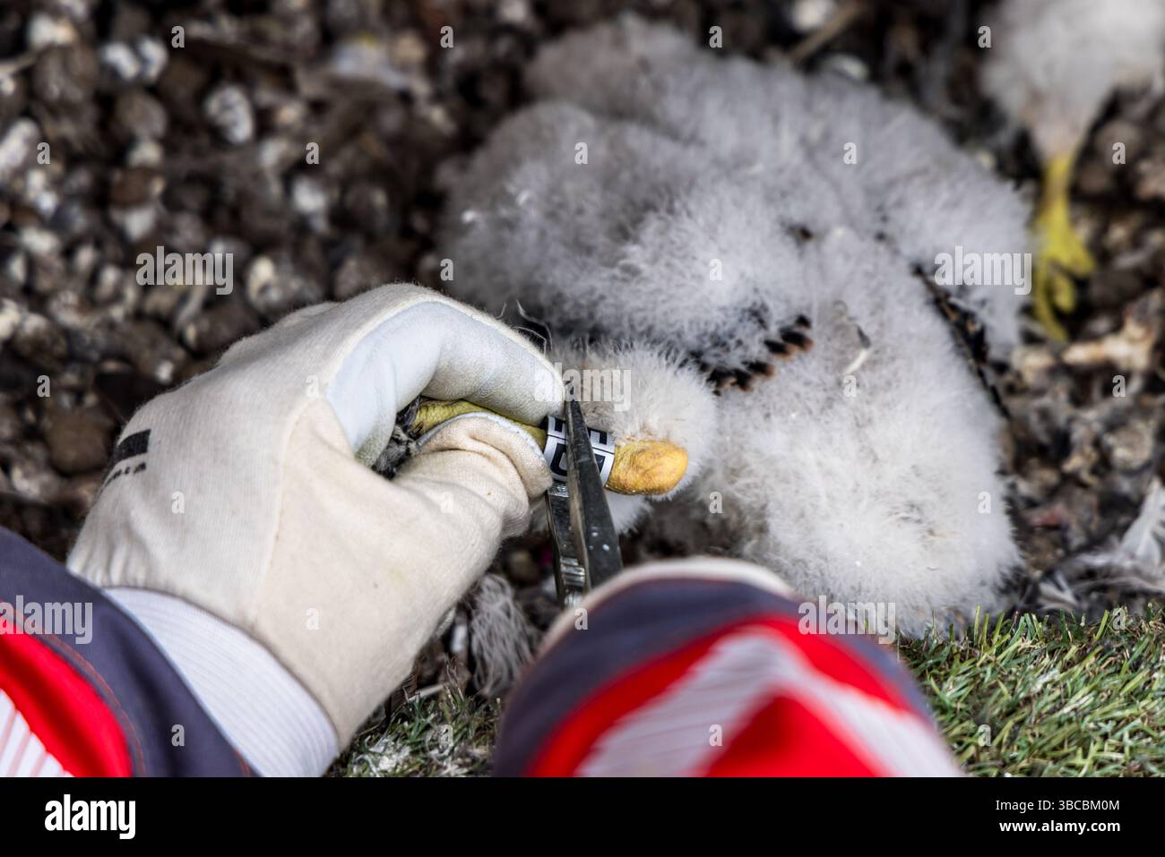 Ornithologist Vaclav Beran ringed four young peregrine falcons nesting ...