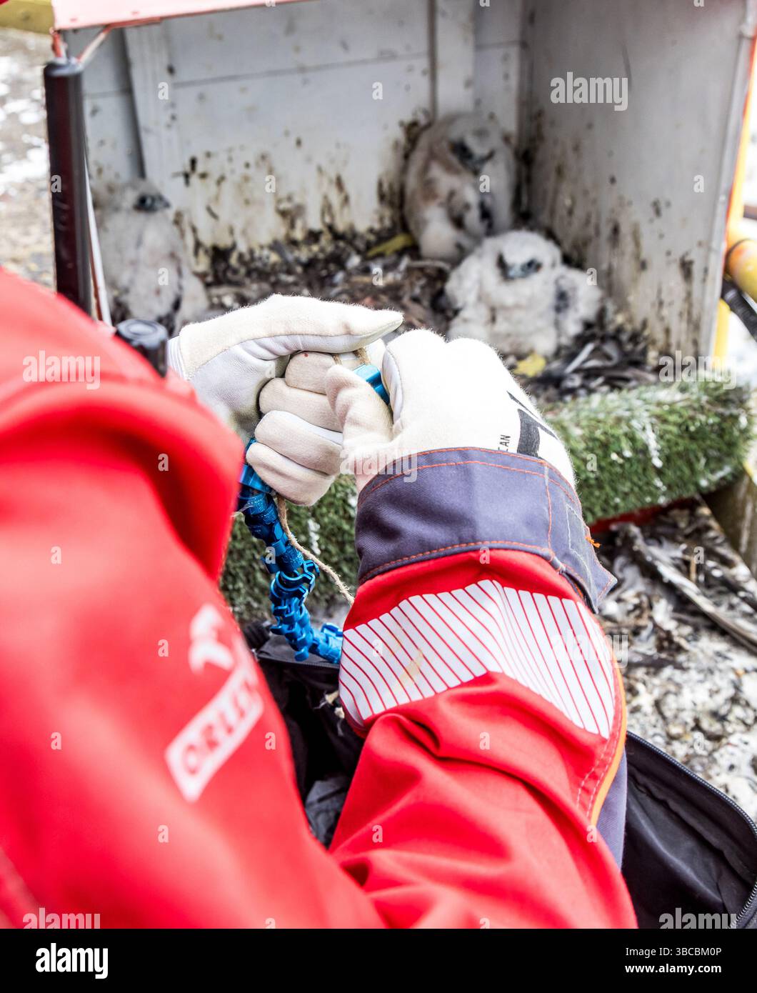 Ornithologist Vaclav Beran ringed four young peregrine falcons nesting ...