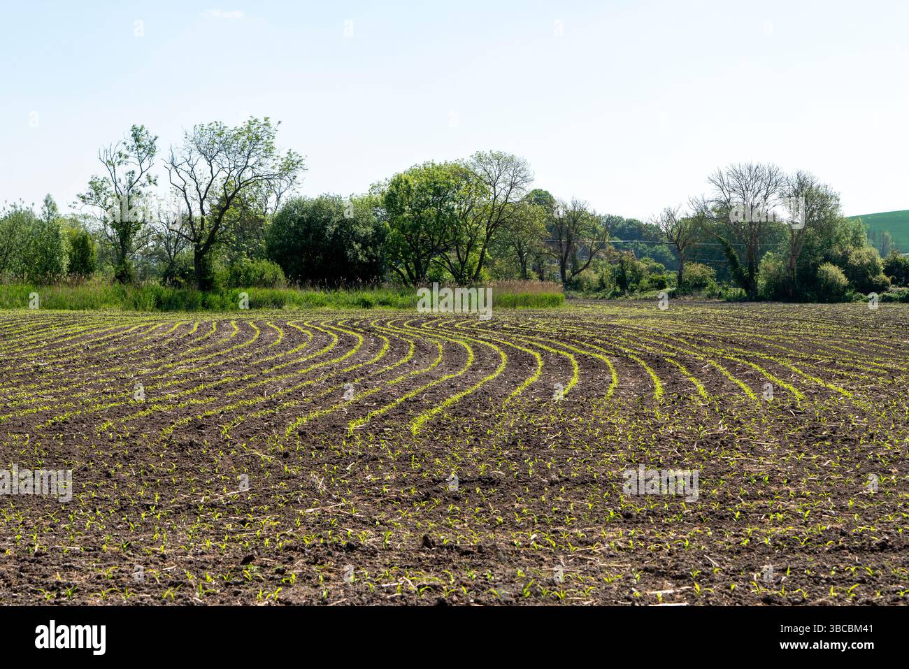 Curved lines of young plants growing in a field Stock Photo - Alamy