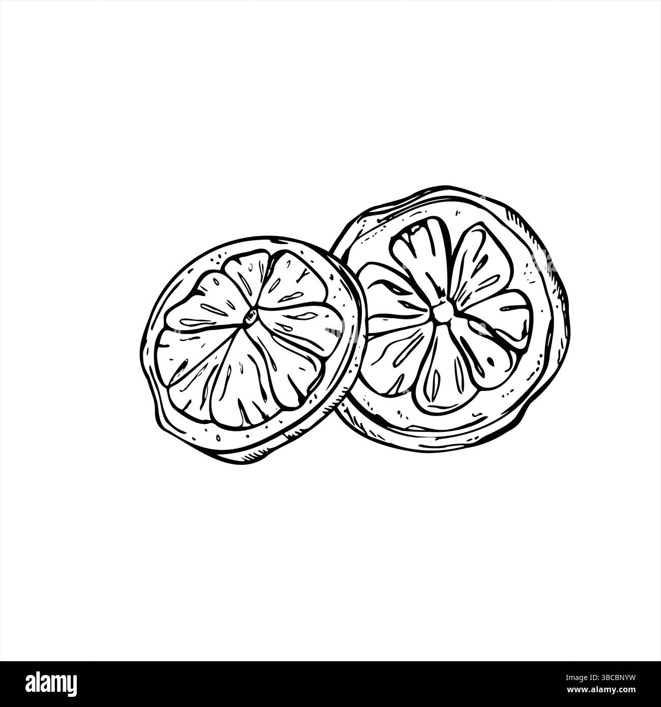 Vector two overlapping citrus fruit slices realistic graphic sketch illustration painted by ...