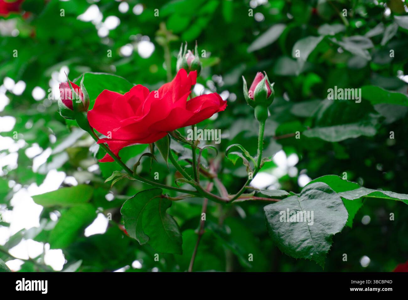 Red roses. Baku, Azerbaijan, May 18, 2025 Stock Photo - Alamy
