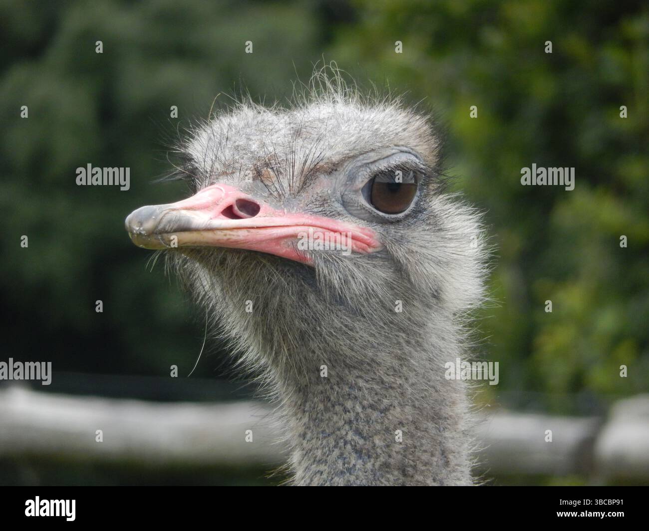 Head neck shot emu hi-res stock photography and images - Alamy