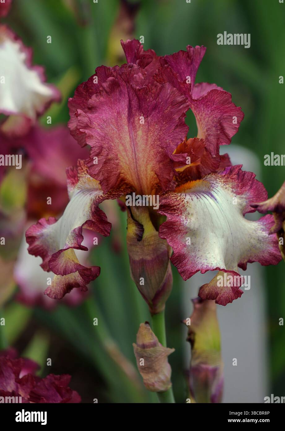 Beautiful maroon and white frilly bearded Iris Stock Photo - Alamy