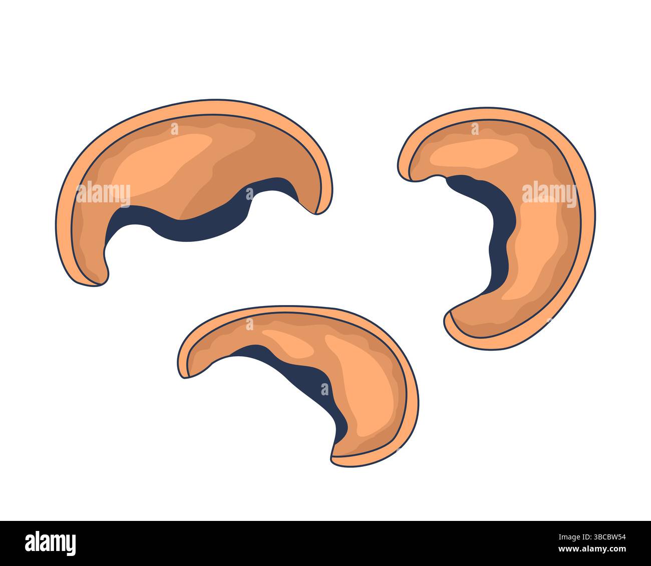 Mushroom organic caps Stock Vector Images - Alamy