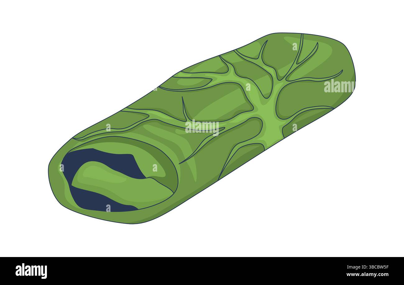 Cabbage leaf stuffed Stock Vector Images - Alamy
