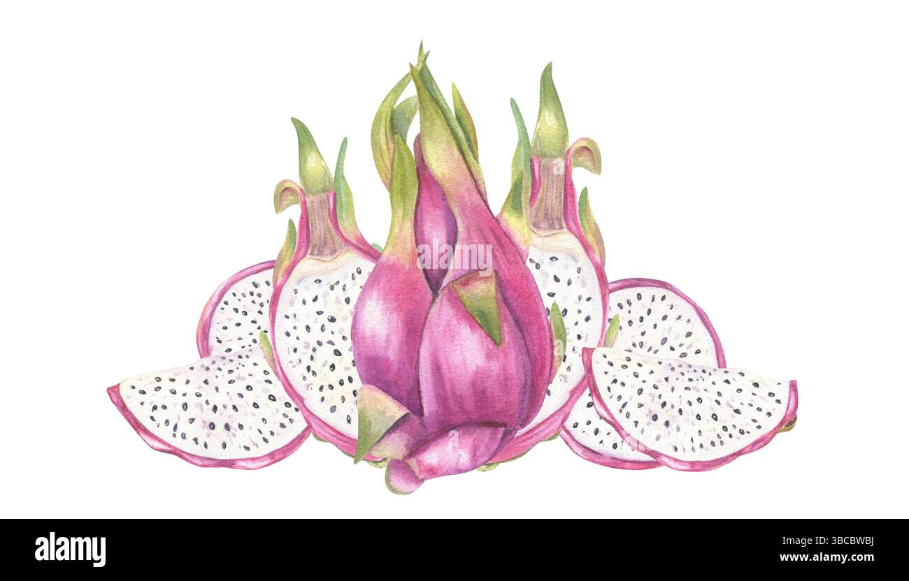 Whole and sliced pink pitaya watercolor illustration isolated ...