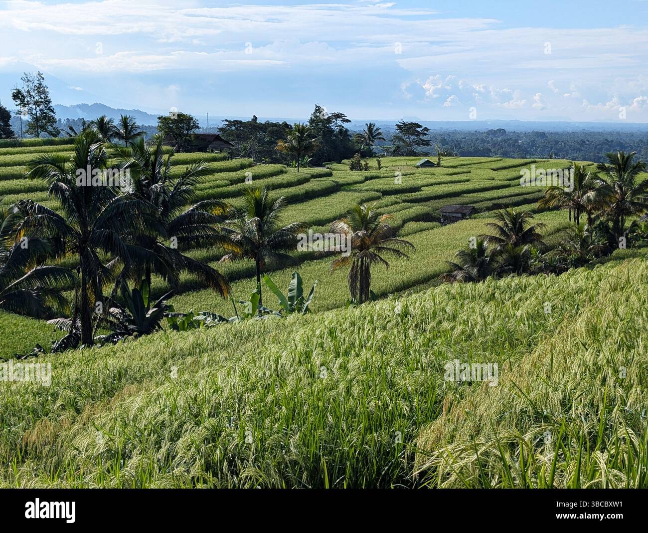Jatiluwih Rice Terraces are UNESCO World Heritage Site located in Bali, Indonesia Stock Photo ...