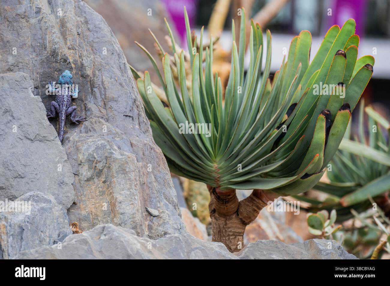 London, UK. 19th May, 2025. A marimba band plays on The Newt in ...