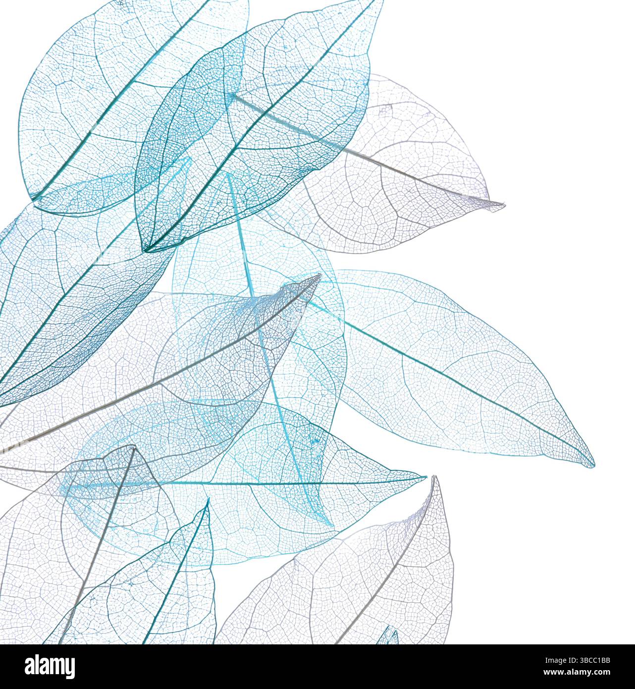 Beautiful skeletonized leaves isolated on white, top view Stock Photo ...