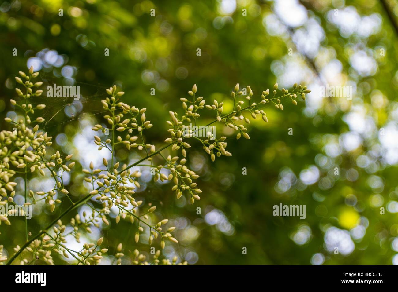 Emerging Green Bud Clusters Against Soft Forest Canopy Light Stock ...