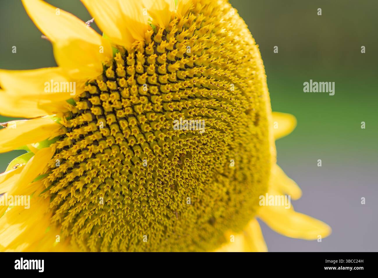 Macro Close-Up of Sunflower Disk Revealing Intricate Seed Pattern Stock ...