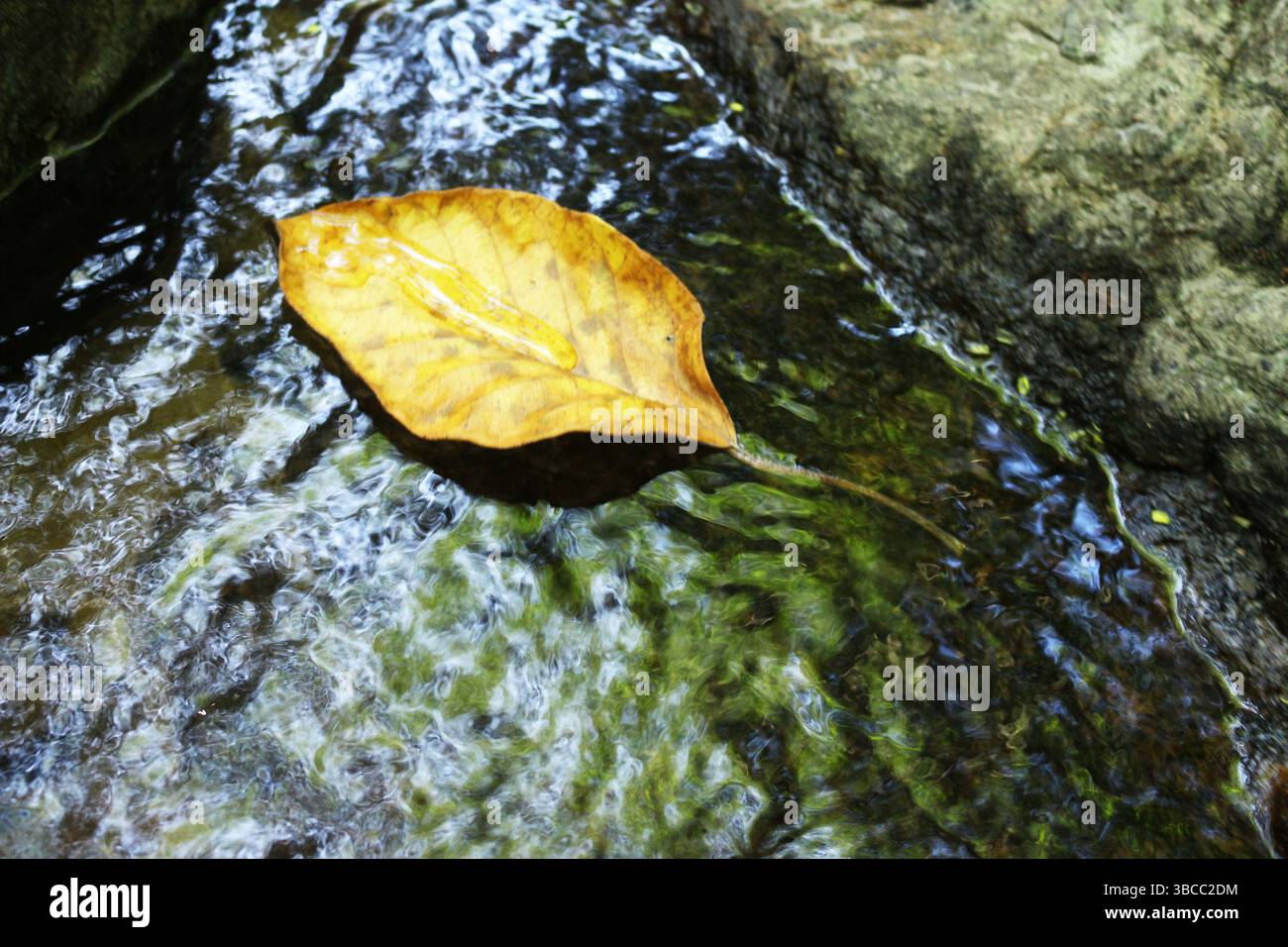 The autumn leaves, in their yellow coloration, flow through the rivers ...