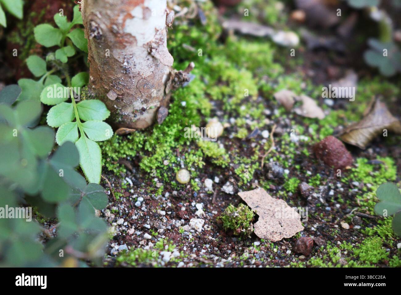 A small living plant environment in a flower pot Stock Photo - Alamy