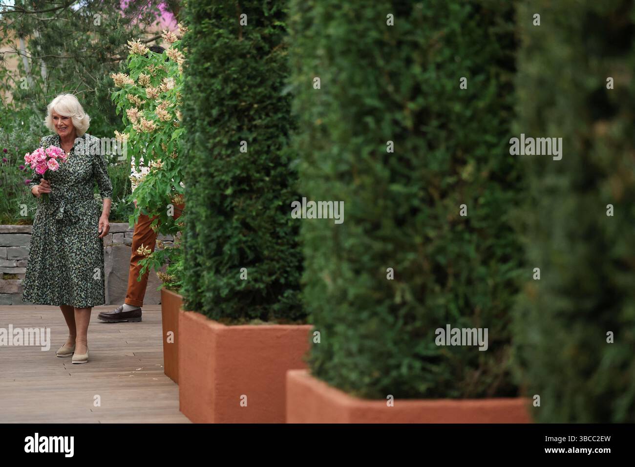 Queen Camilla holds roses called "The King's Rose", of David Austin ...