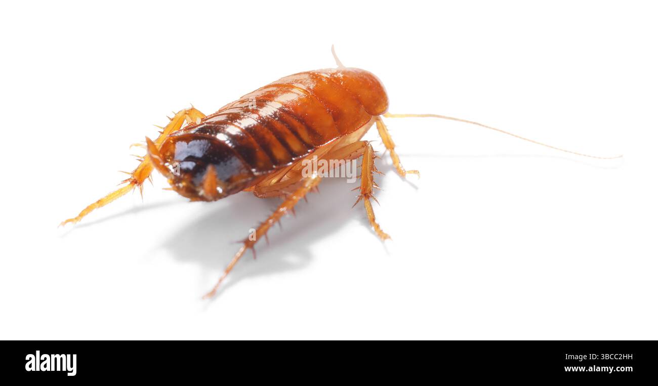 One cockroach on white background. Pest control Stock Photo - Alamy