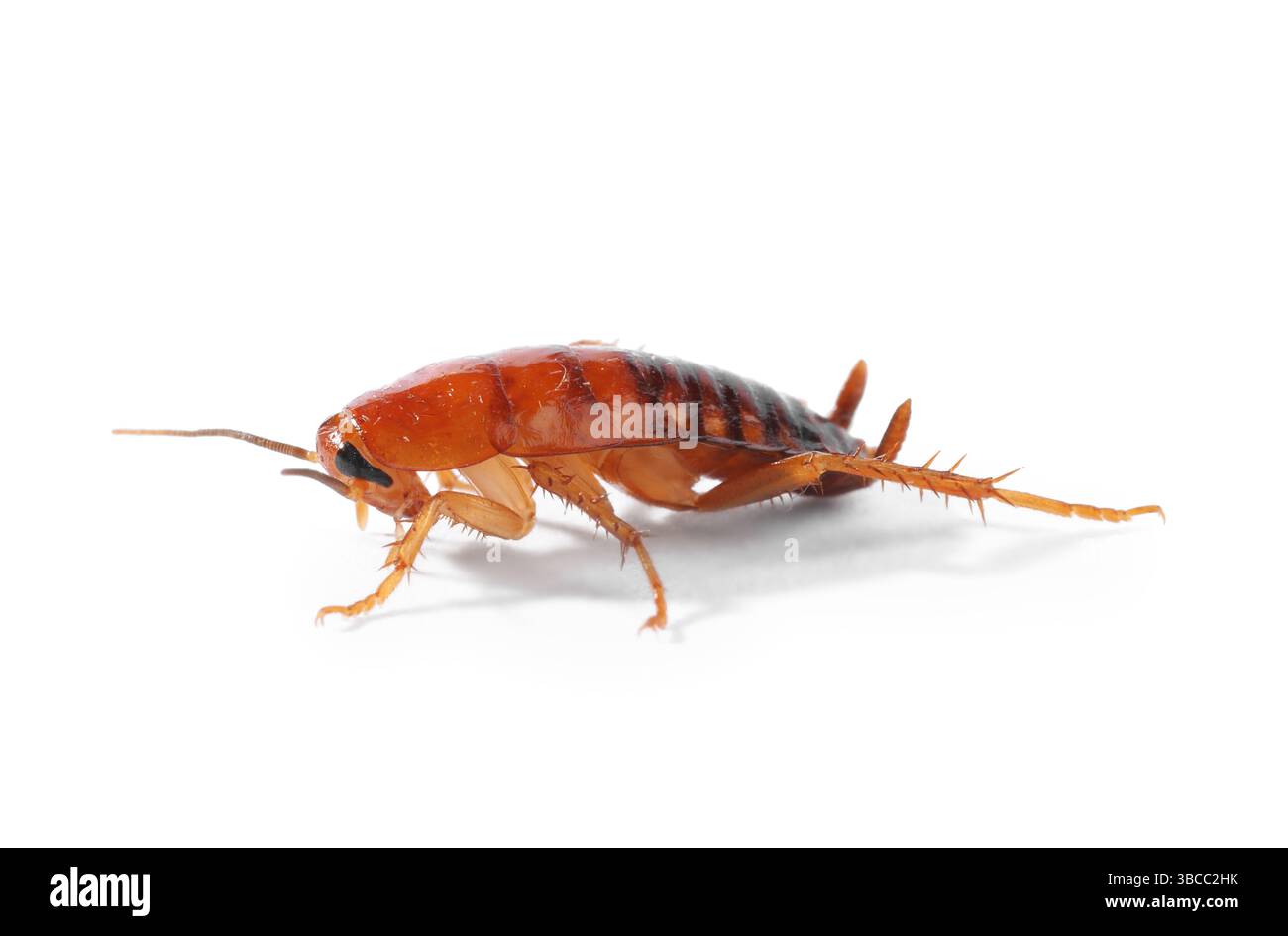 One cockroach on white background. Pest control Stock Photo - Alamy